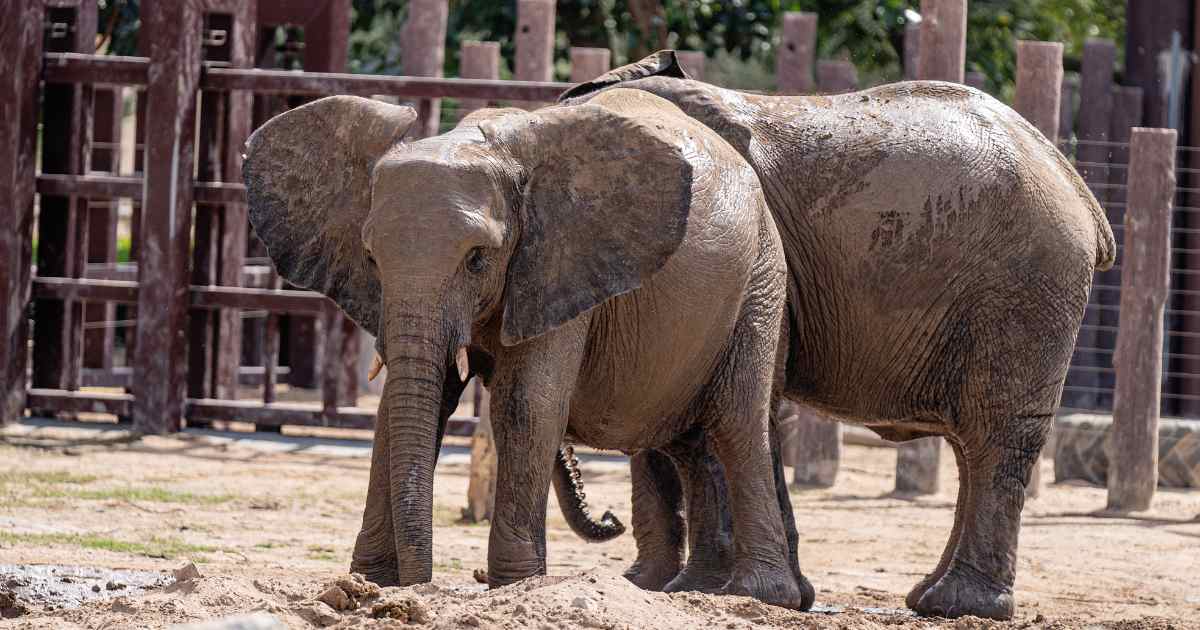 Parc zoologique de Paris : découvrez une sortie en famille guidée